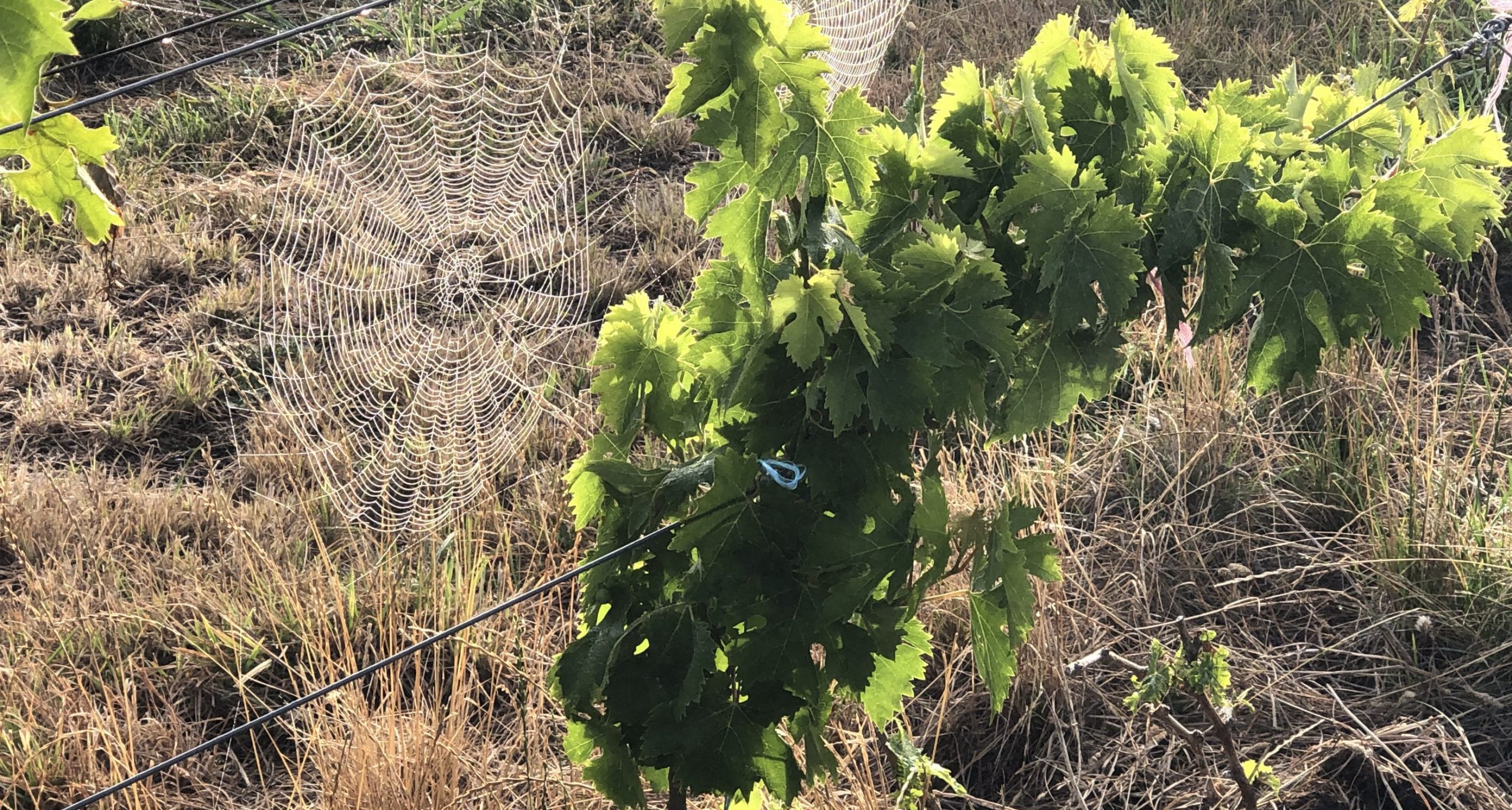 New Era Vineyard’s – New Era Vineyards